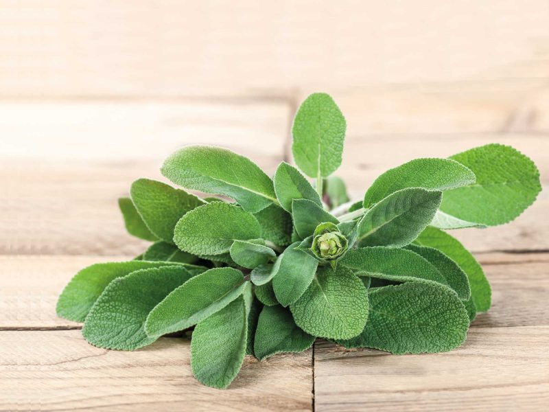 Salbei gegen Schwitzen - ECA Aponova